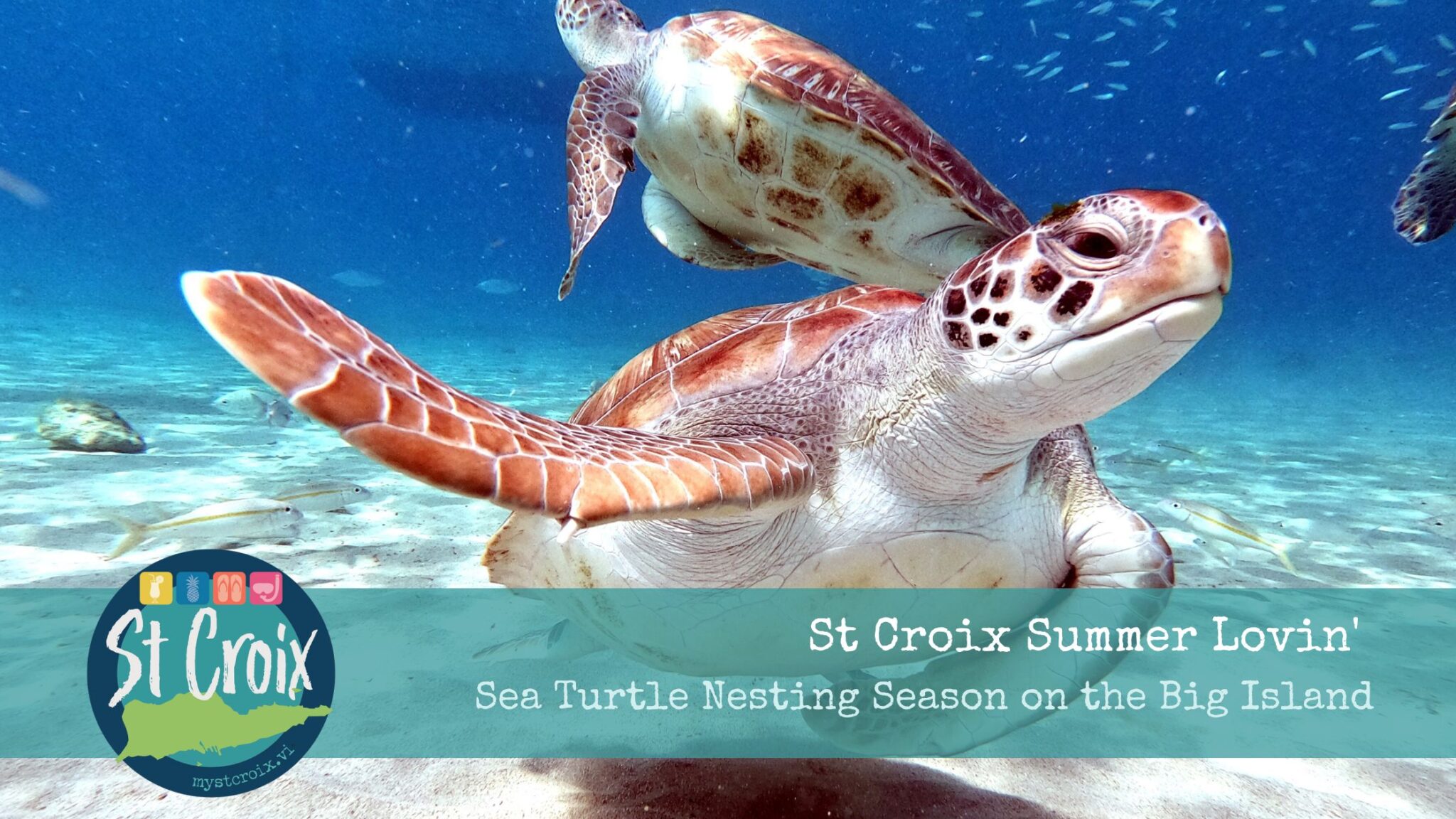 St Croix Summer Lovin: Sea Turtle Nesting Season | St Croix USVI Travel ...