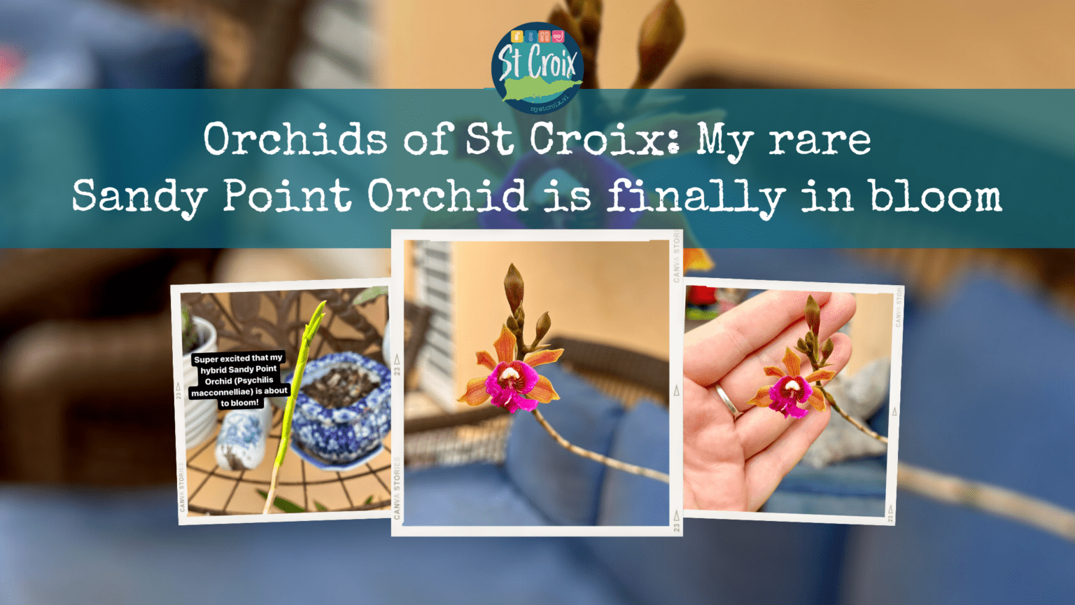 Orchids of St Croix: My rare Sandy Point Orchid is finally in bloom ...